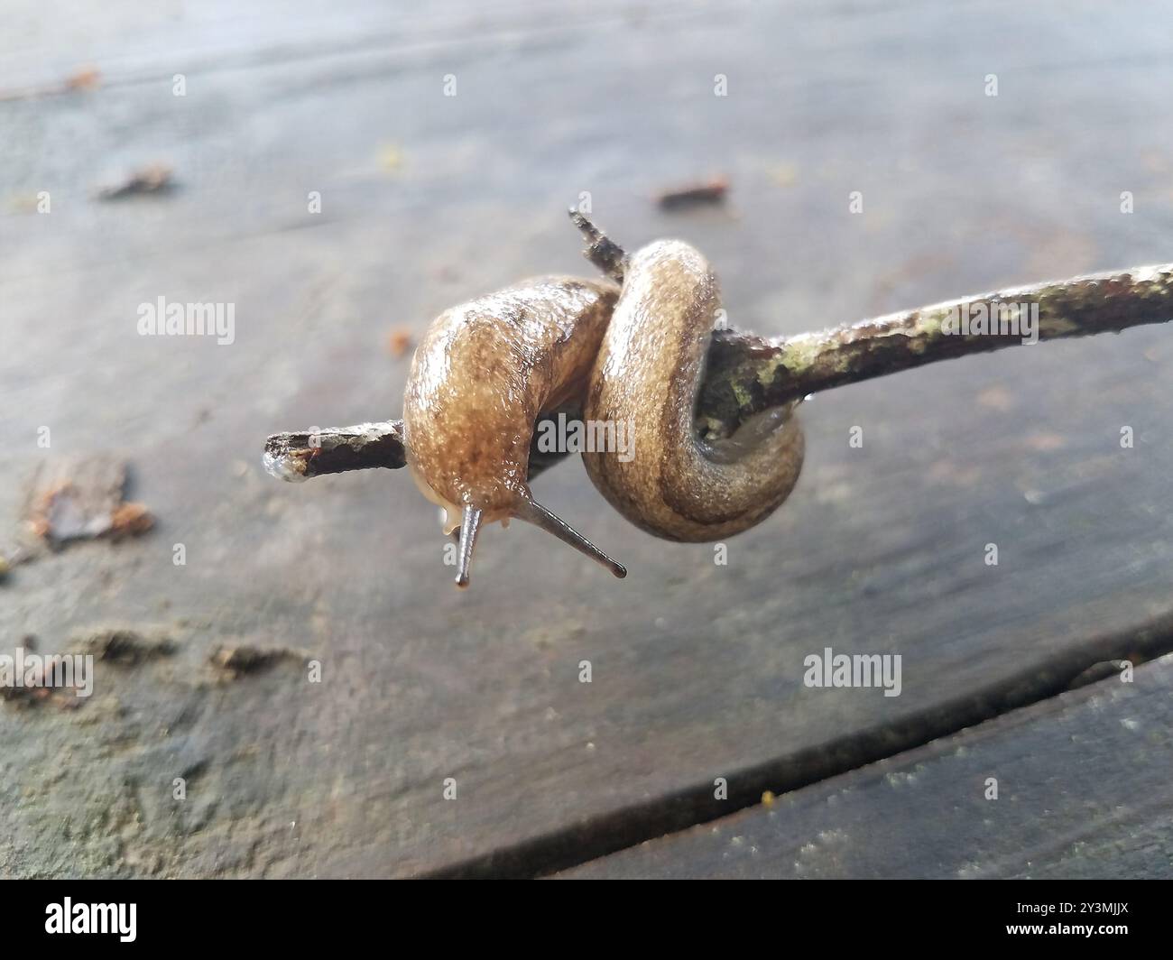Changeable Mantleslug (Megapallifera mutabilis) Mollusca Stock Photo ...