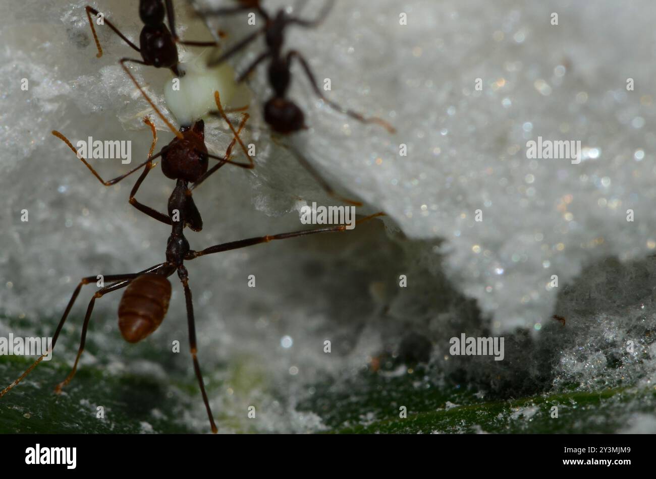 African Weaver Ant (Oecophylla longinoda) Insecta Stock Photo - Alamy