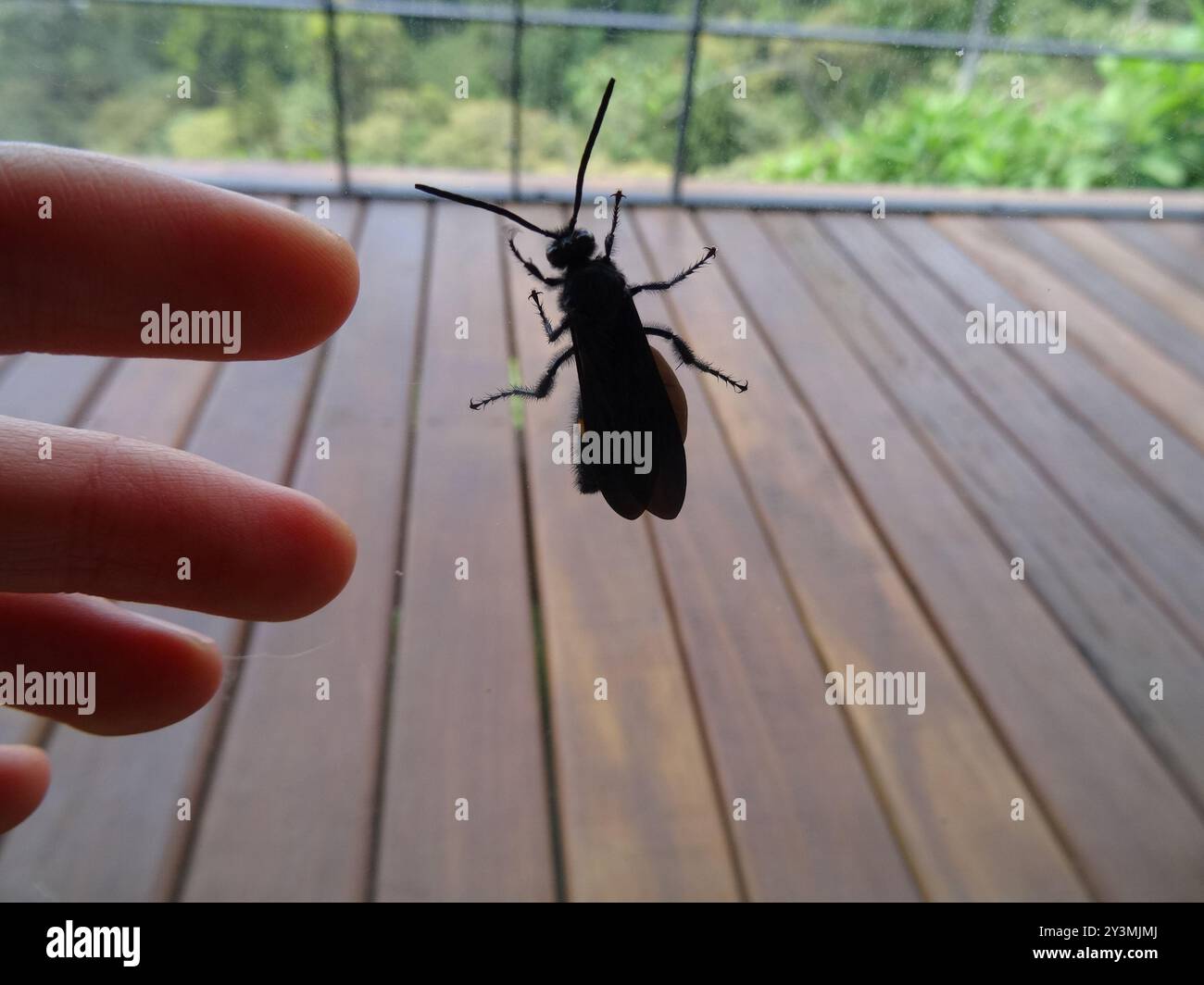 Saddleback Scoliid Wasp (Pygodasis ephippium) Insecta Stock Photo - Alamy