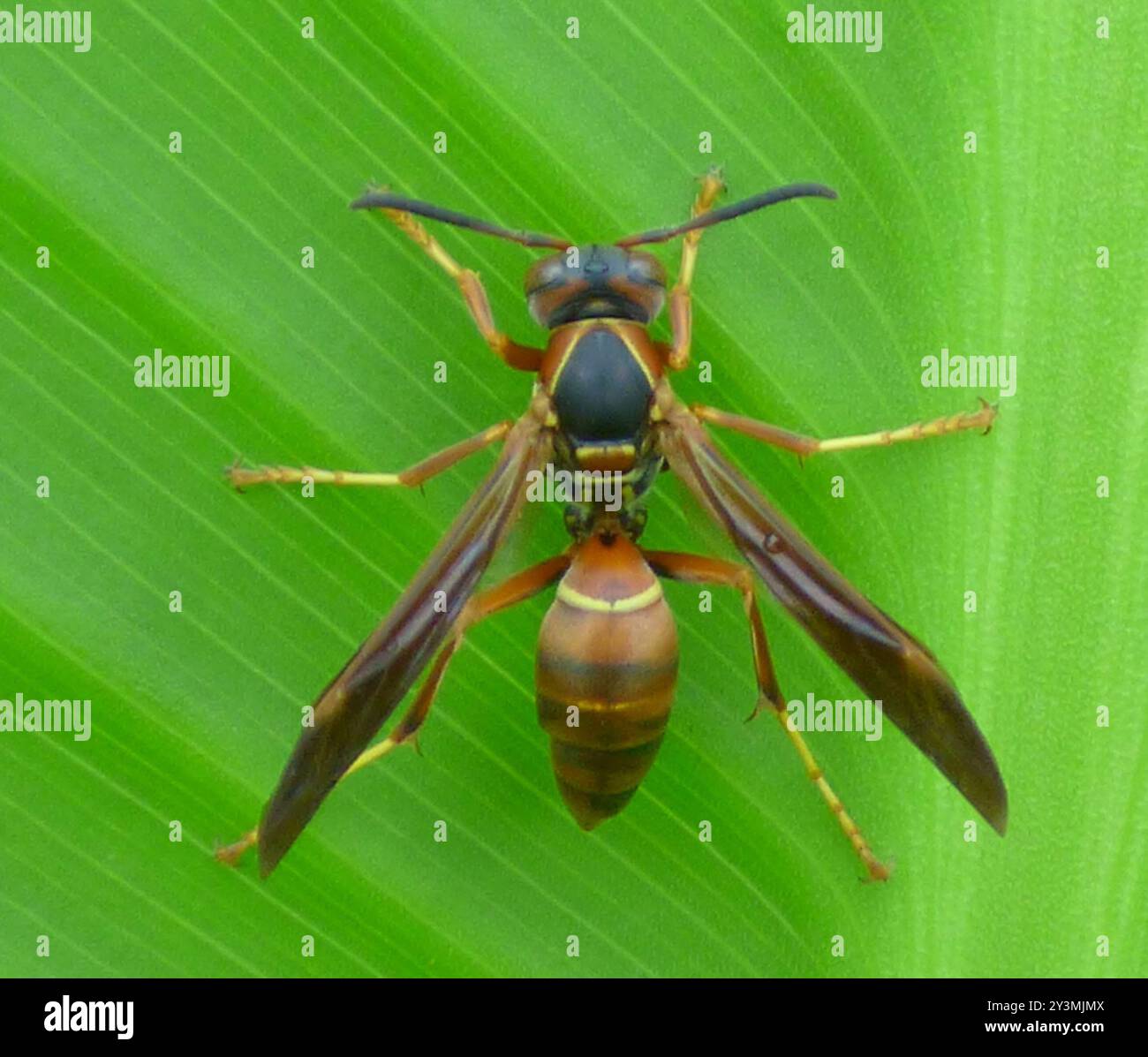 Northern Paper Wasp (Polistes fuscatus) Insecta Stock Photo - Alamy
