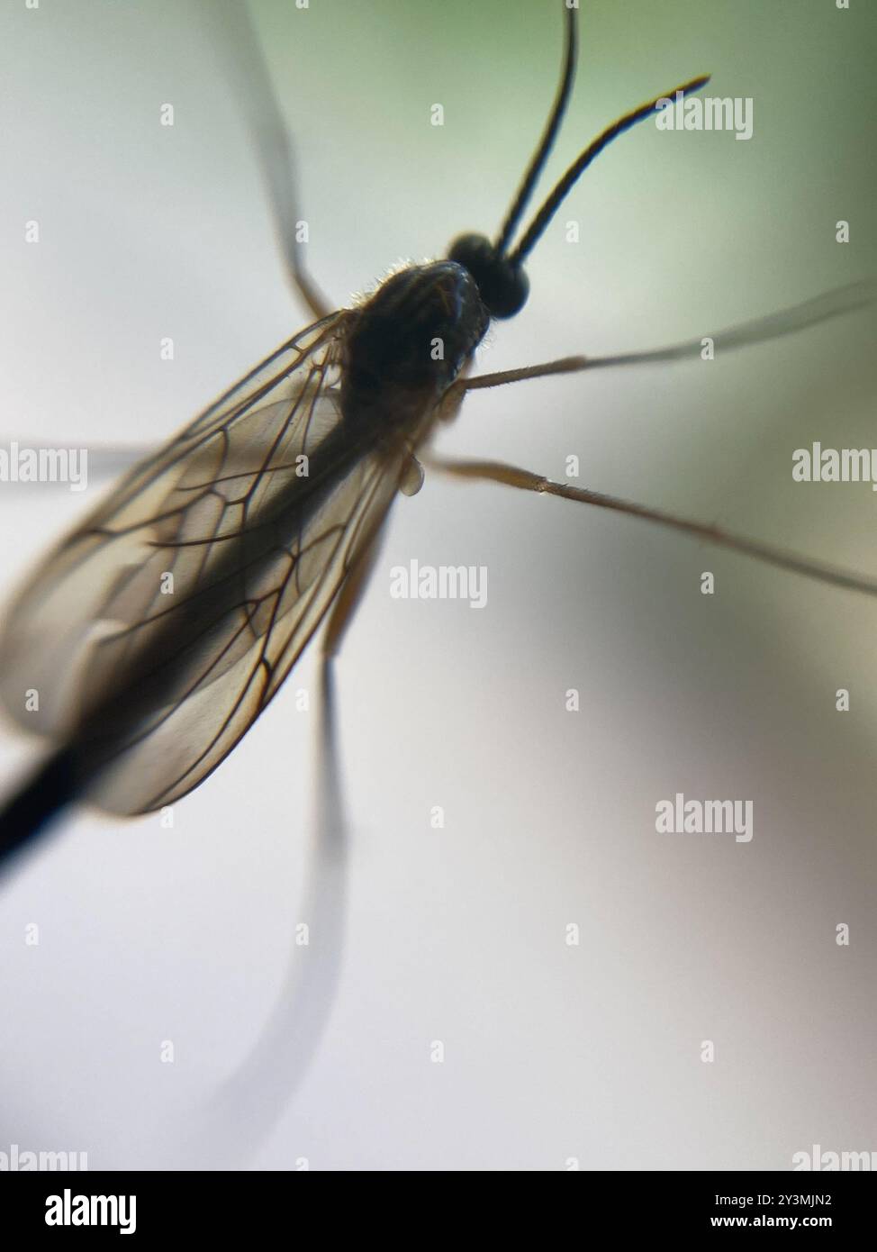 Flies (Diptera) Insecta Stock Photo - Alamy