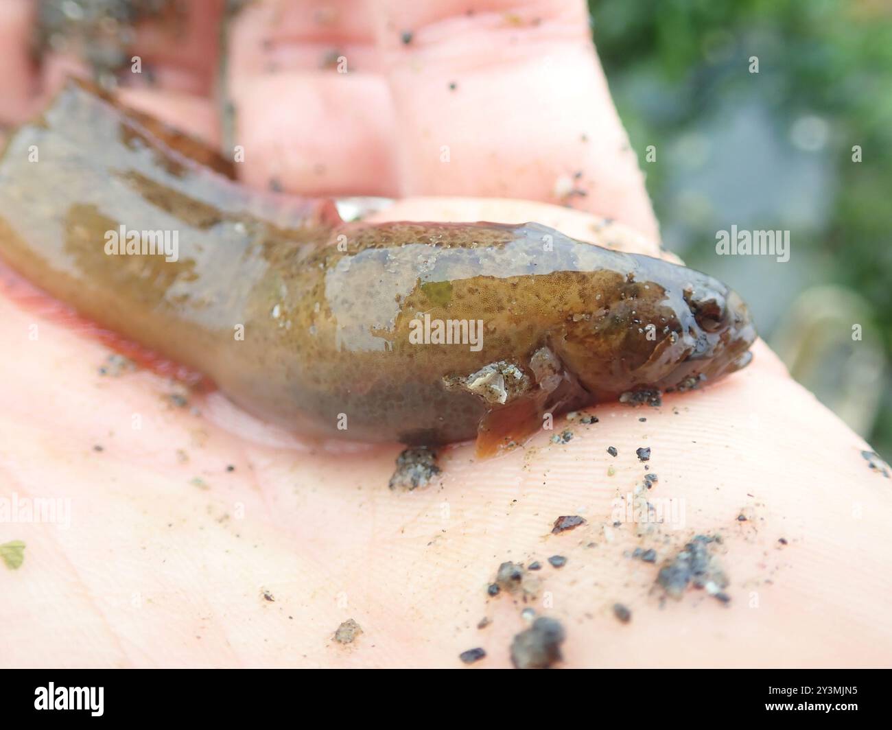 High Cockscomb (Anoplarchus purpurescens) Actinopterygii Stock Photo ...