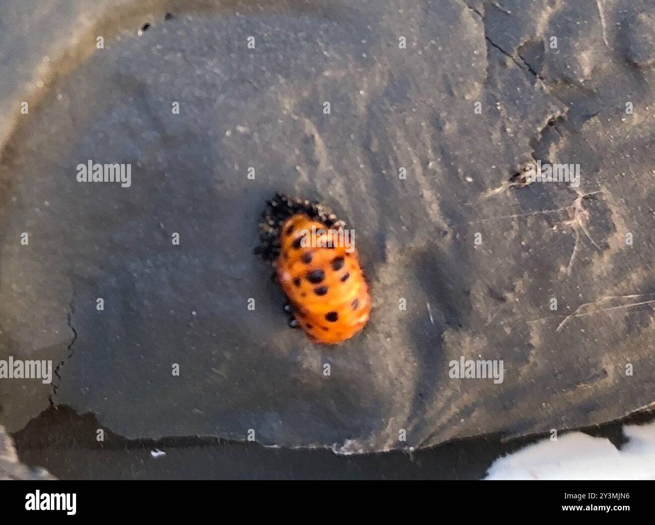 Black-spotted Lady Beetles (Coccinellini) Insecta Stock Photo - Alamy
