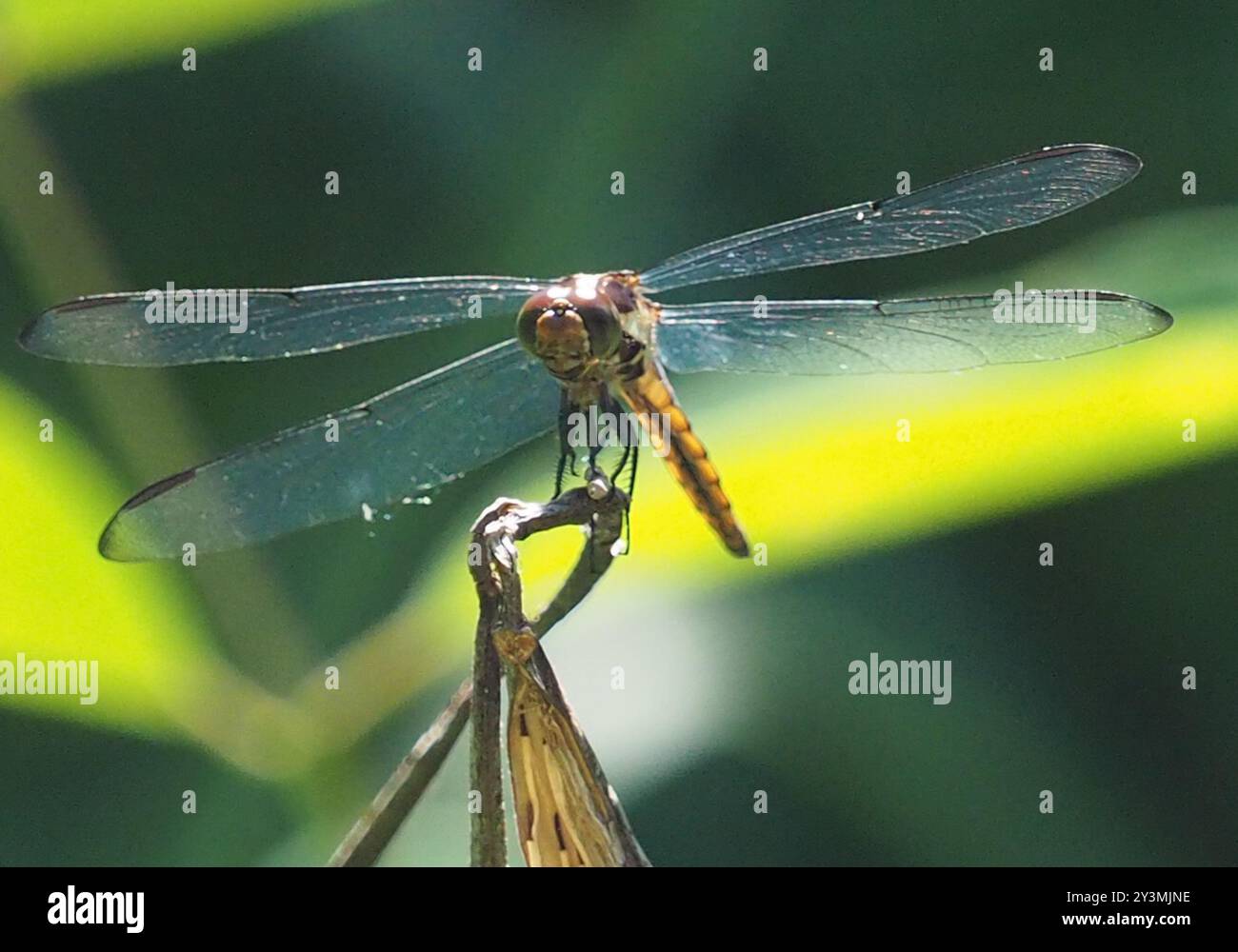 Great Blue Skimmer (Libellula vibrans) Insecta Stock Photo - Alamy