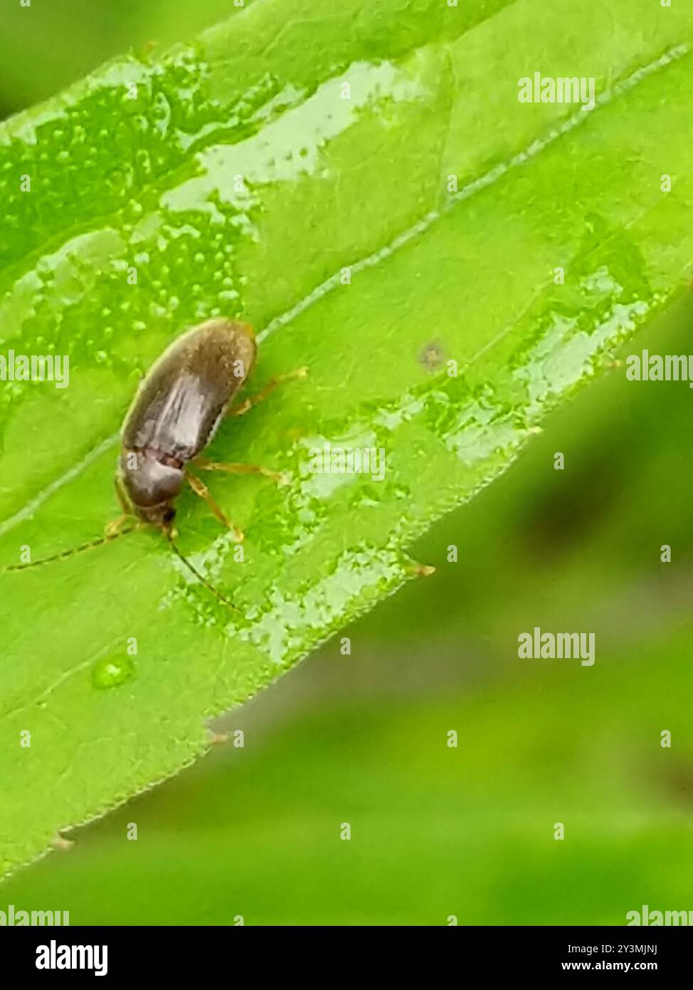Toe-winged Beetles (Ptilodactylidae) Insecta Stock Photo - Alamy