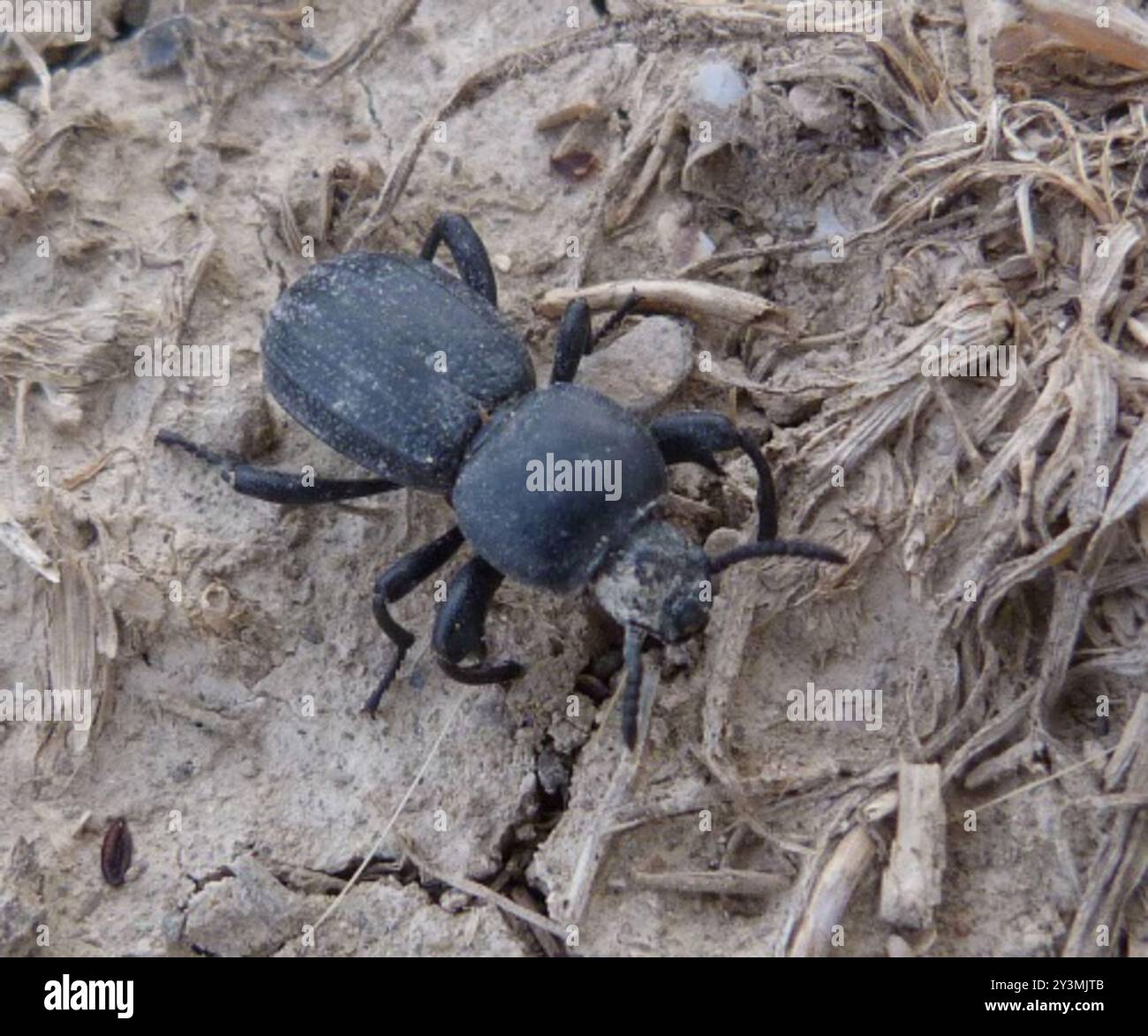 (Scaurus uncinus) Insecta Stock Photo - Alamy