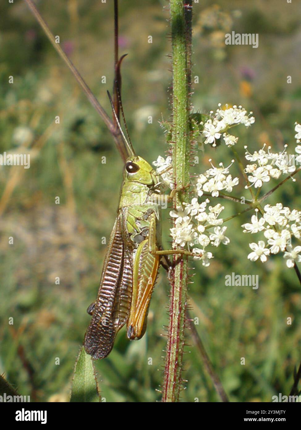 Ladder Grasshopper (Stauroderus scalaris) Insecta Stock Photo - Alamy