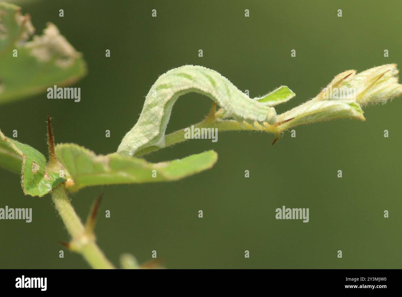 Geometer Moths (Geometridae) Insecta Stock Photo - Alamy