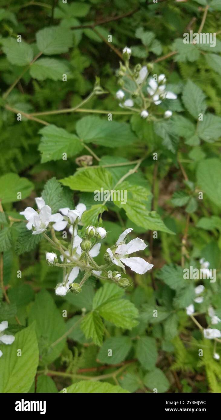 Common Dewberry (Rubus flagellaris) Plantae Stock Photo - Alamy