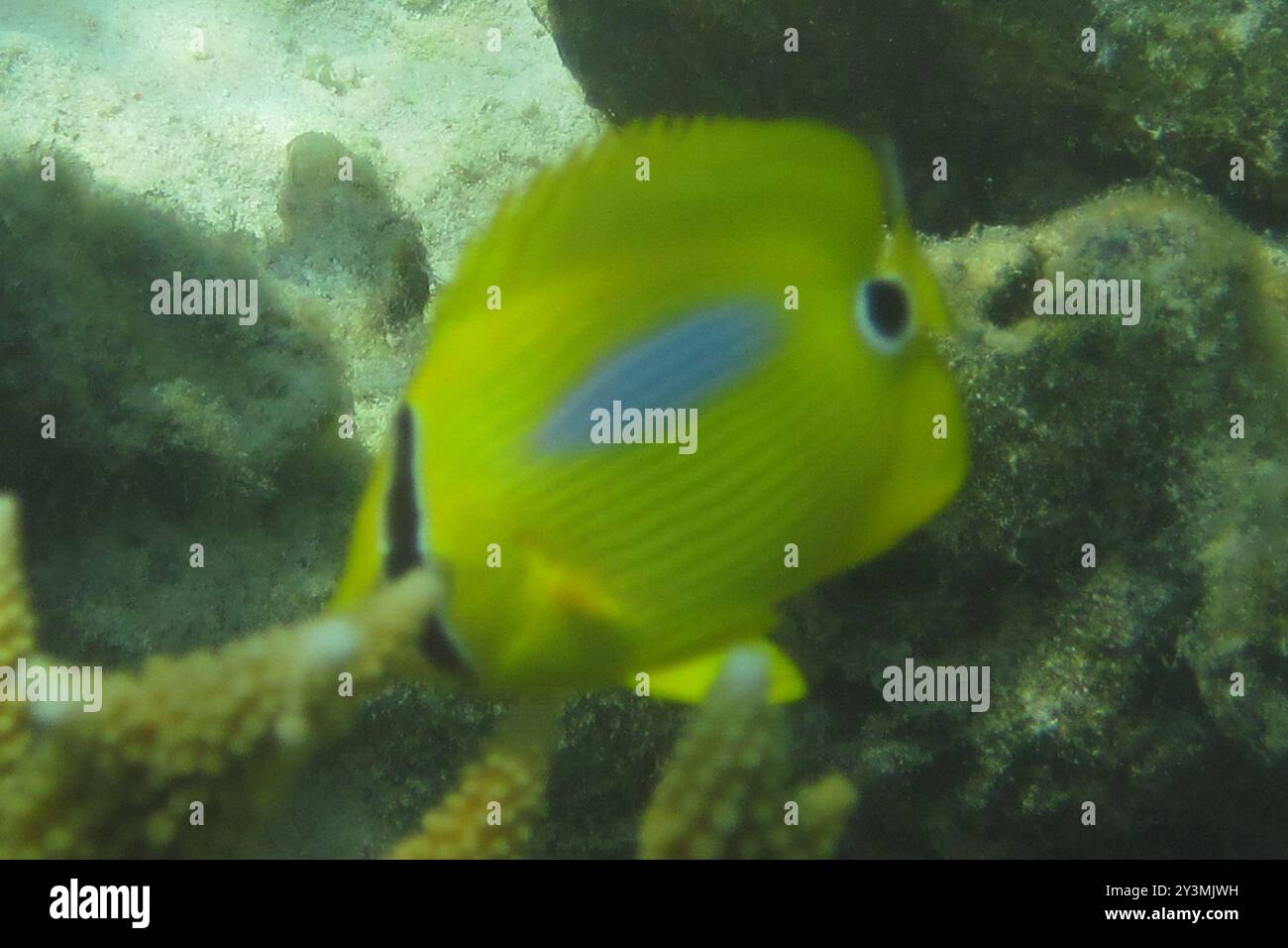 Bluespot Butterflyfish (Chaetodon plebeius) Actinopterygii Stock Photo ...