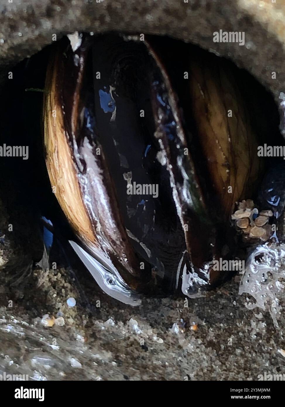 Bivalves (Bivalvia) Mollusca Stock Photo - Alamy