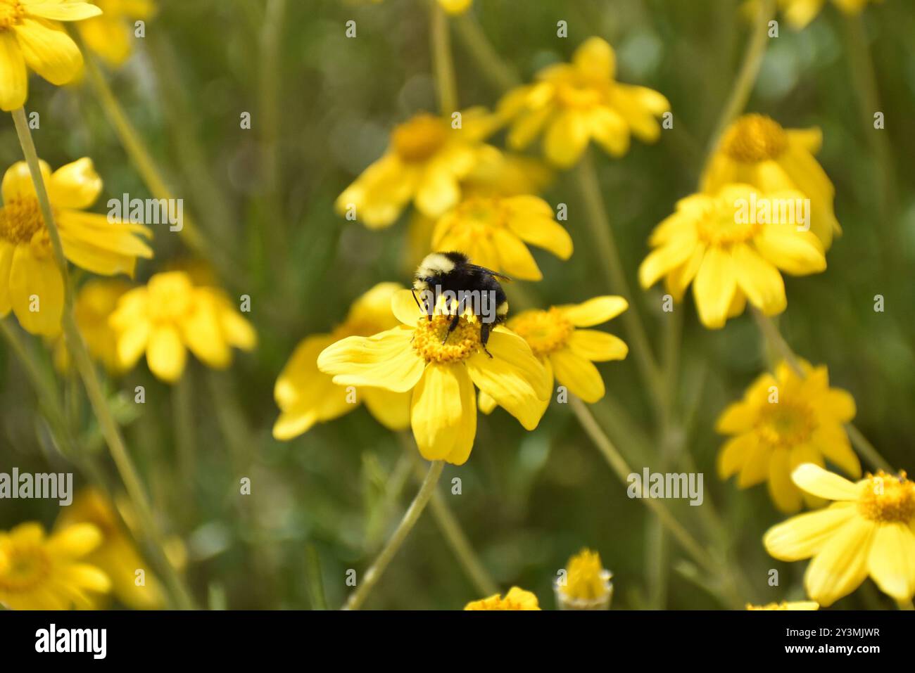 Yellow-faced Bumble Bee (Bombus vosnesenskii) Insecta Stock Photo - Alamy