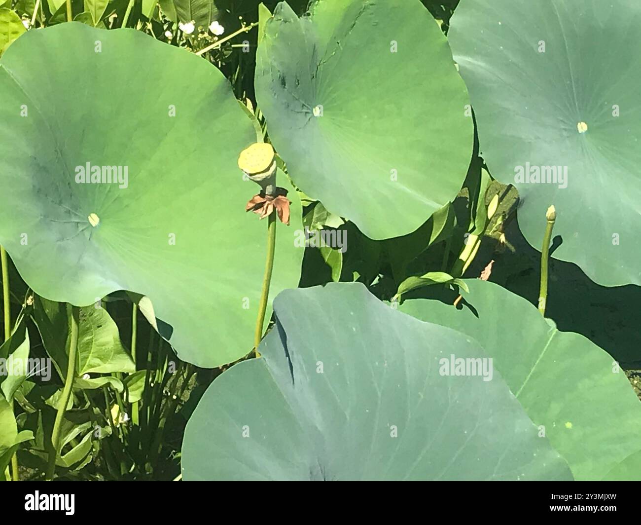 American lotus (Nelumbo lutea) Plantae Stock Photo - Alamy