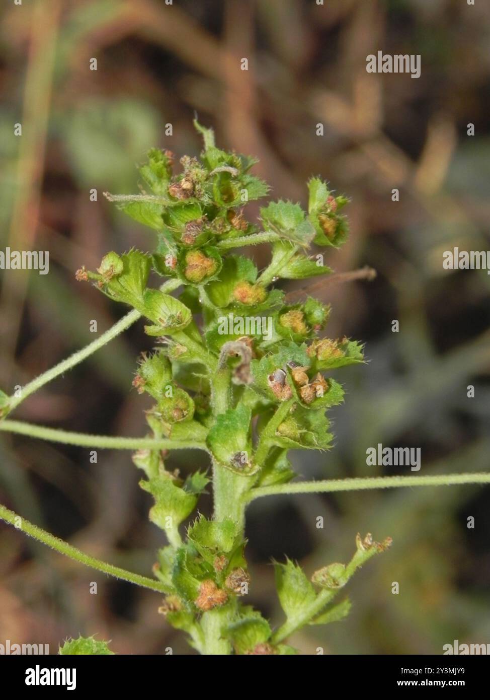 three-seeded mercuries (Acalypha) Plantae Stock Photo - Alamy