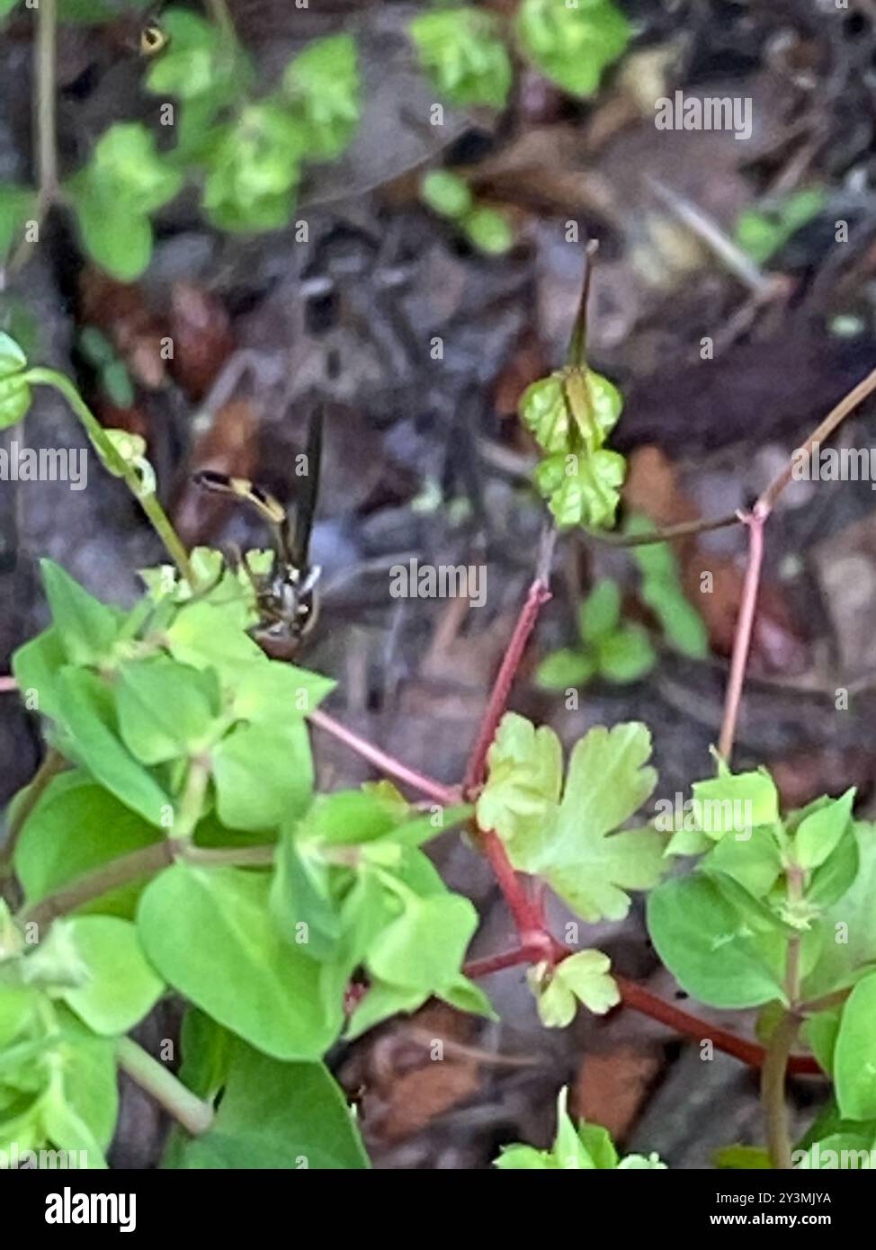 Typical Hover Flies (Syrphinae) Insecta Stock Photo - Alamy