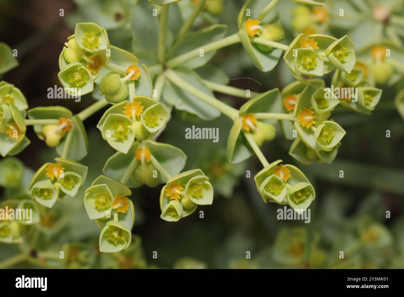Sea Spurge (Euphorbia paralias) Plantae Stock Photo - Alamy