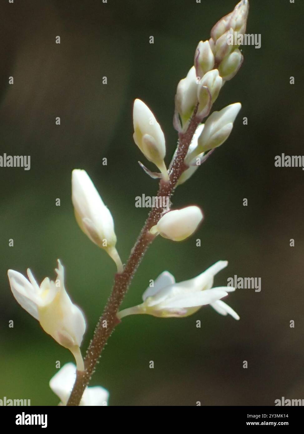 milkwort (Senega paniculata) Plantae Stock Photo - Alamy