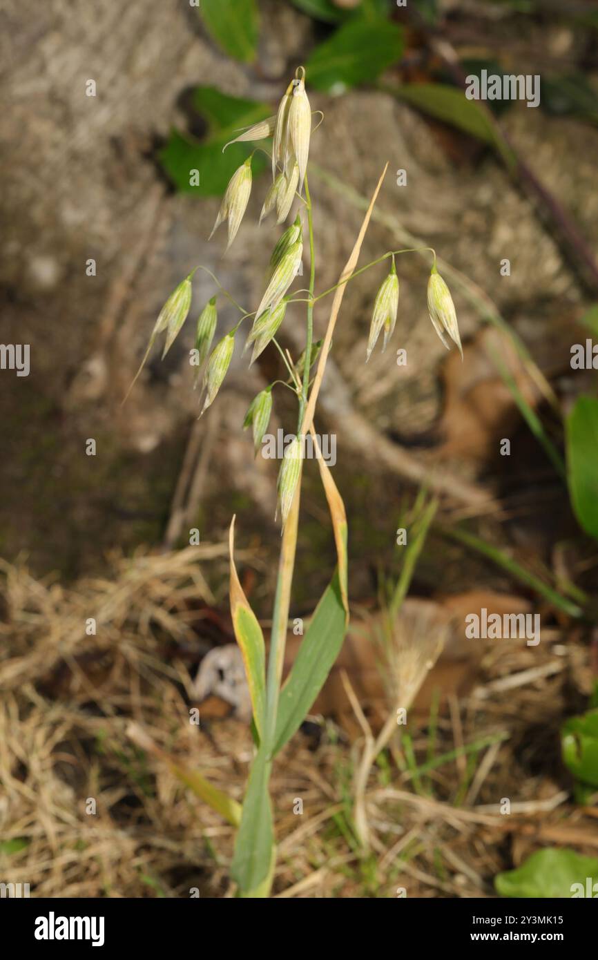 Common Oat (Avena sativa) Plantae Stock Photo - Alamy