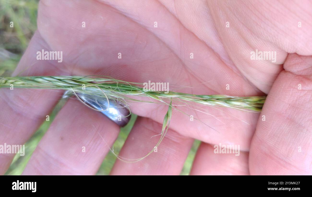 green needlegrass (Nassella viridula) Plantae Stock Photo - Alamy