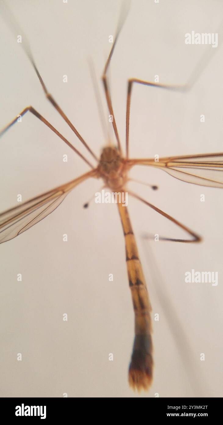 Large Crane Flies (Tipulidae) Insecta Stock Photo - Alamy