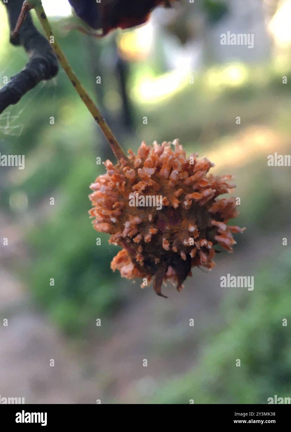 quince rust (Gymnosporangium clavipes) Fungi Stock Photo - Alamy