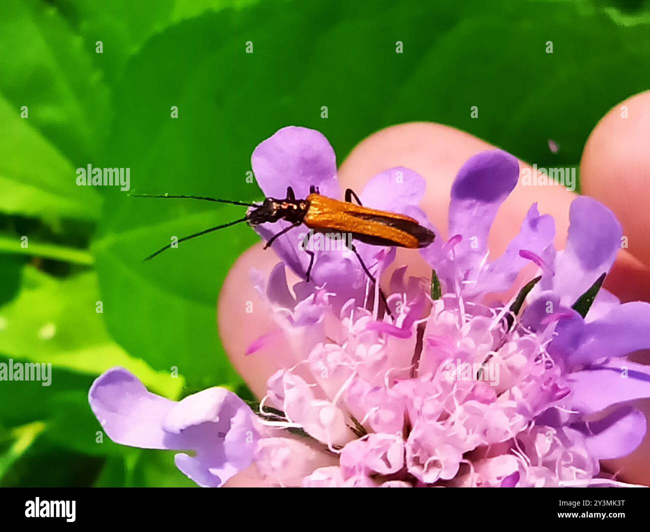(Oedemera femorata) Insecta Stock Photo - Alamy