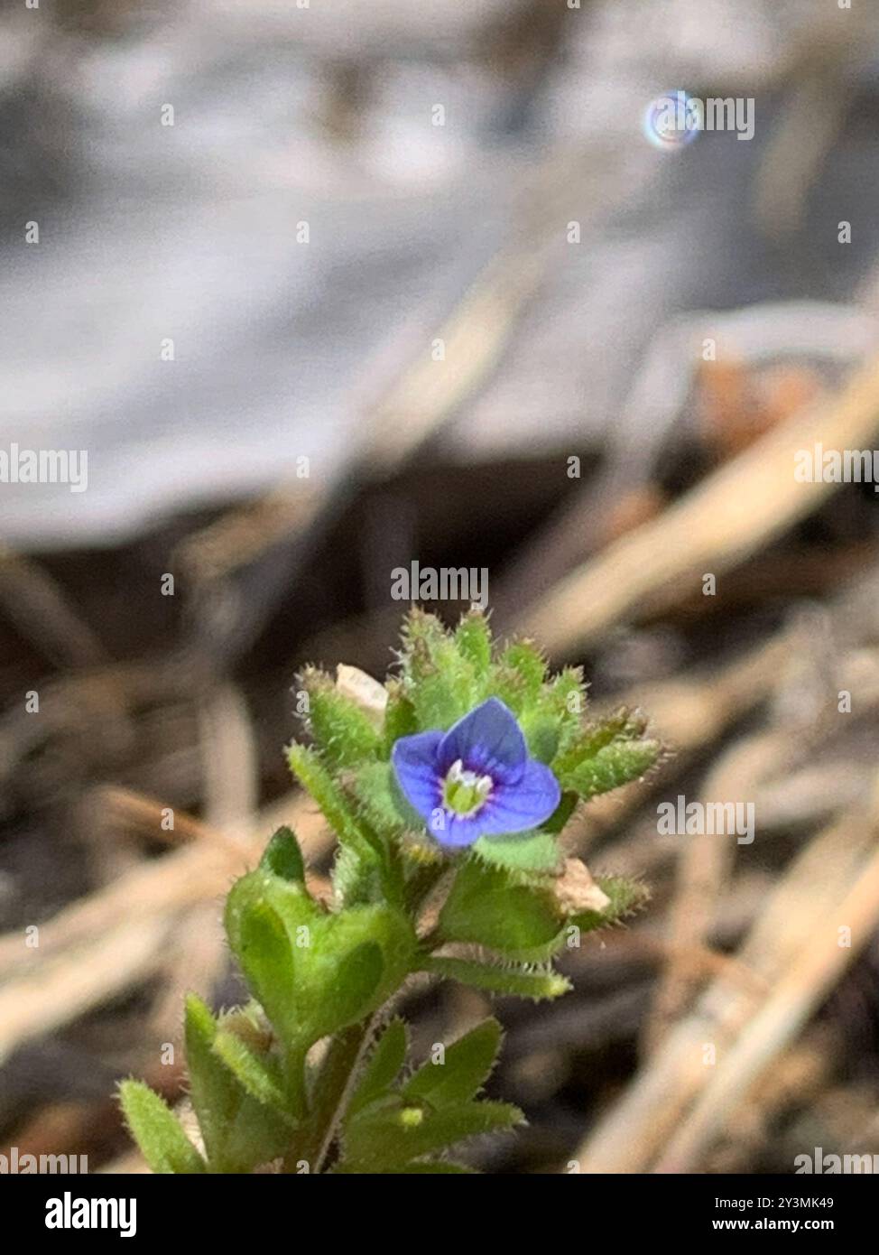 corn speedwell (Veronica arvensis) Plantae Stock Photo - Alamy