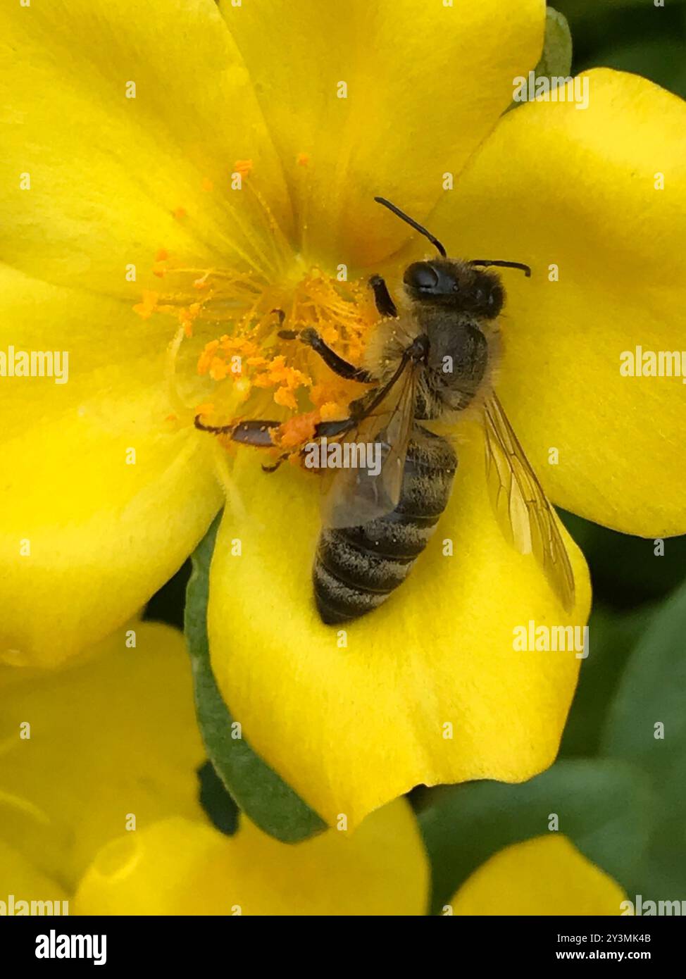Western Honey Bee (Apis mellifera) Insecta Stock Photo - Alamy
