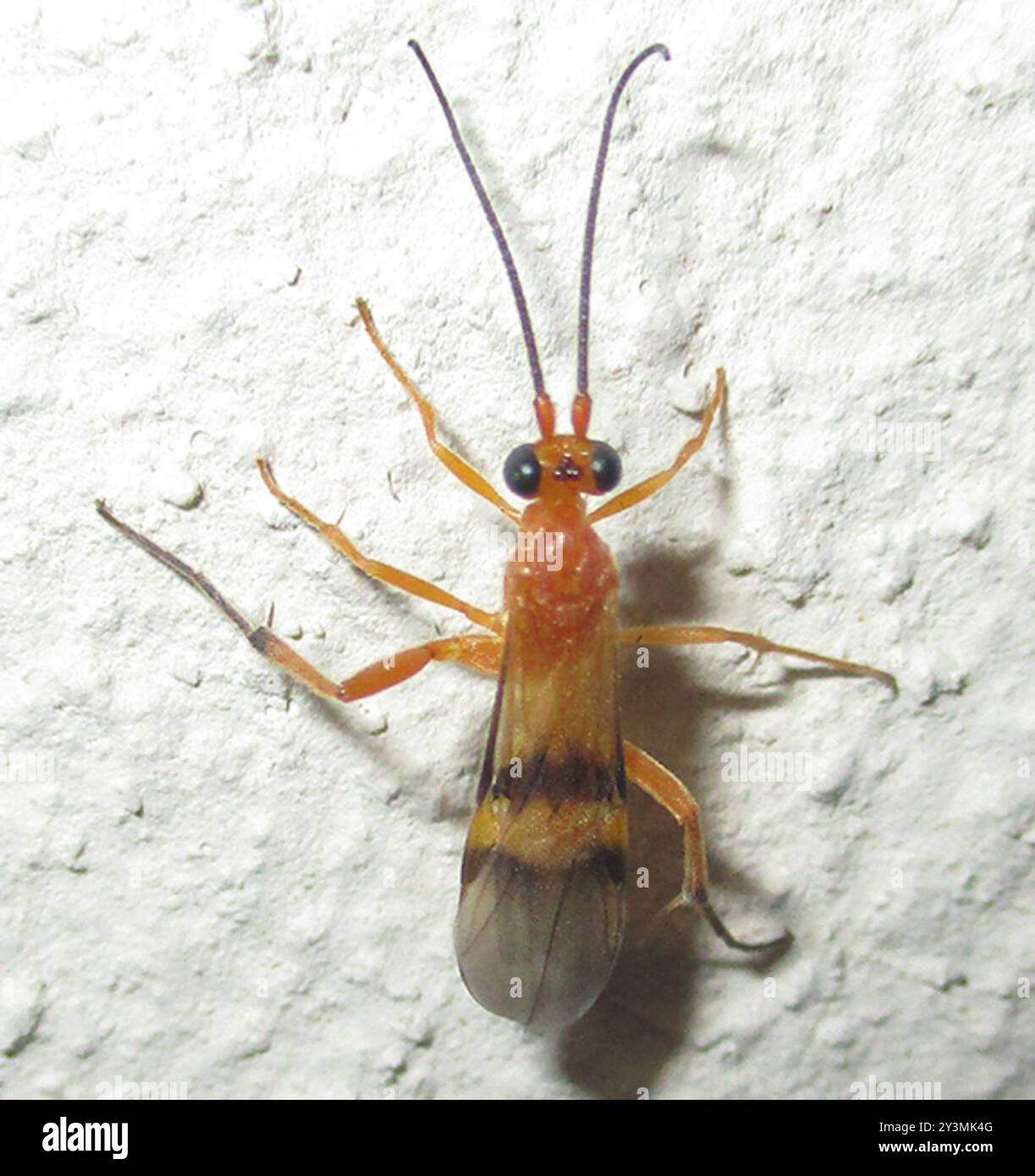 Braconid Wasps (Braconidae) Insecta Stock Photo - Alamy