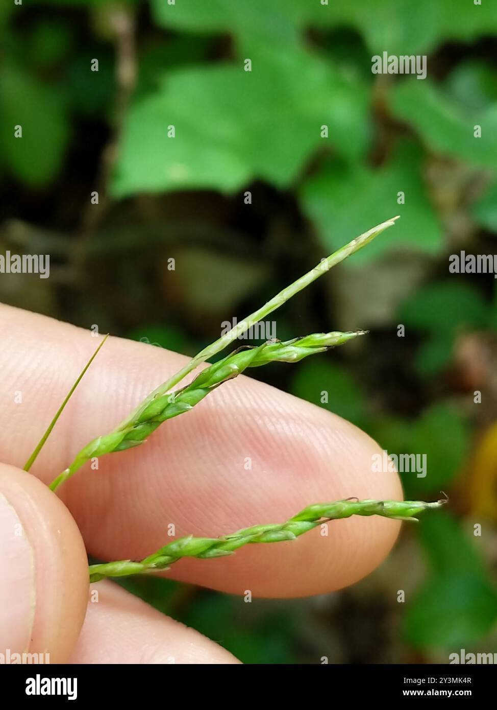 drooping woodland sedge (Carex arctata) Plantae Stock Photo - Alamy