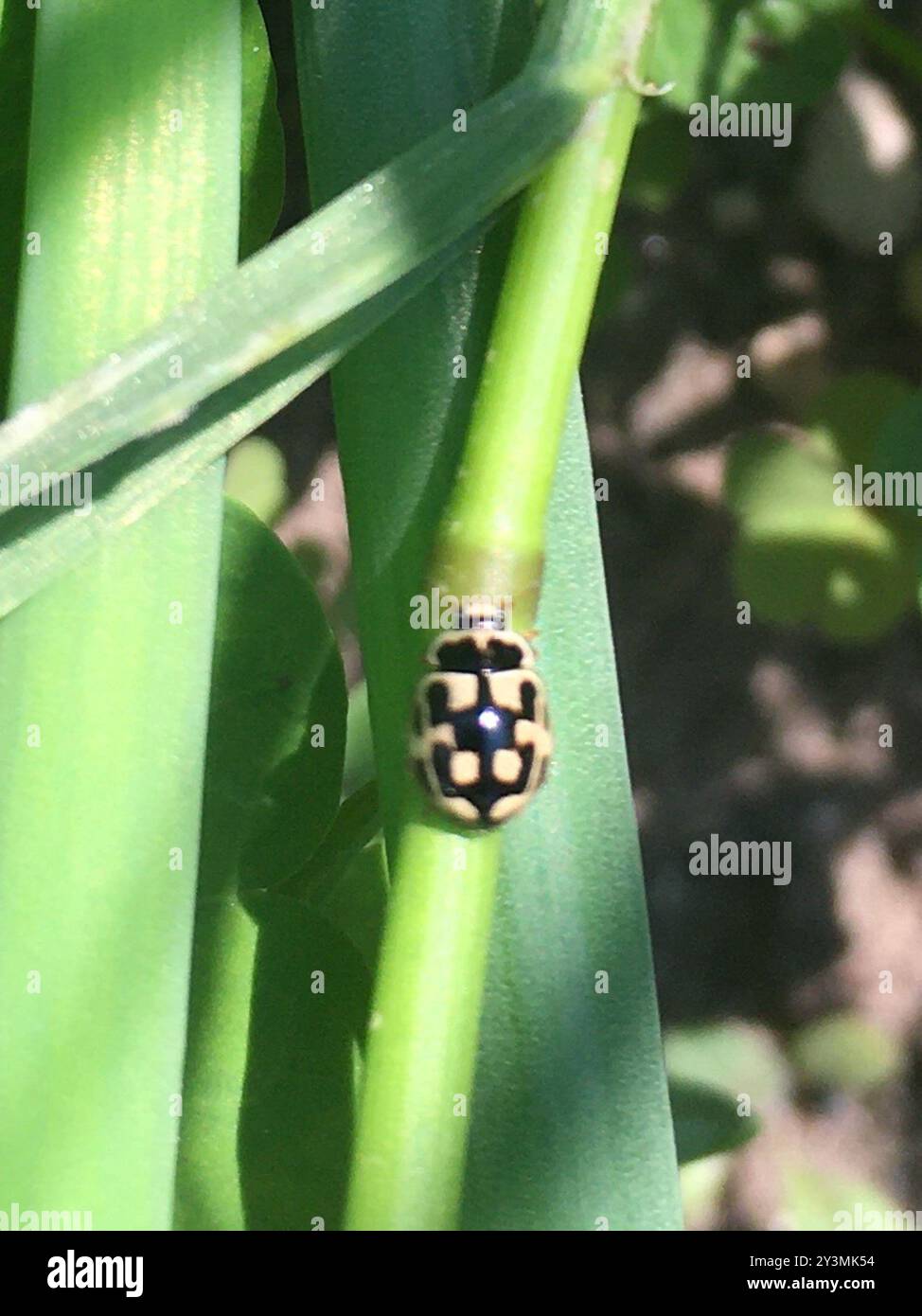 Fourteen-spotted Lady Beetle (Propylea quatuordecimpunctata) Insecta ...