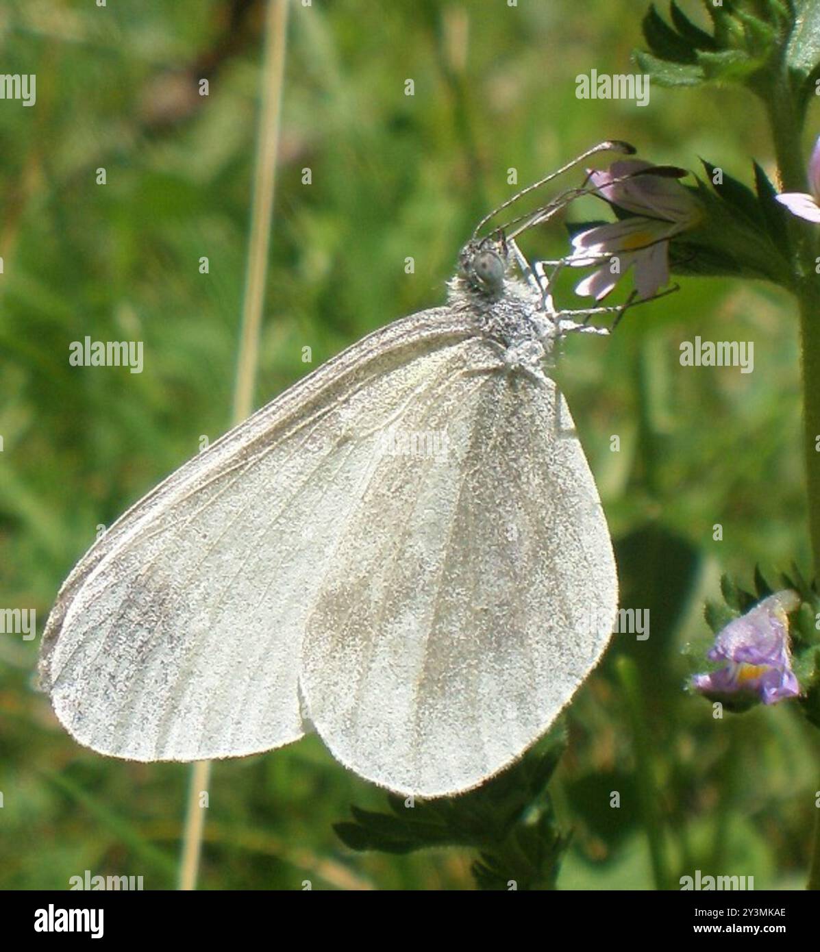 (Leptidea sinapis) Insecta Stock Photo - Alamy