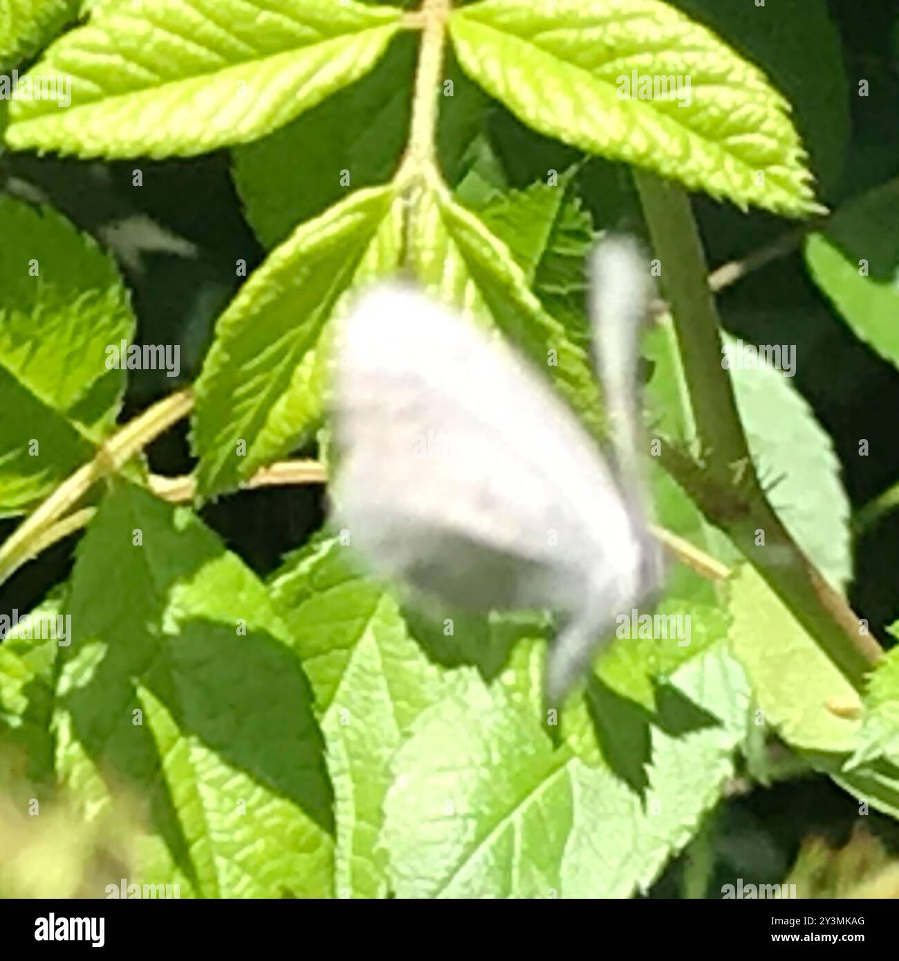 Northern Azure (Celastrina lucia) Insecta Stock Photo - Alamy