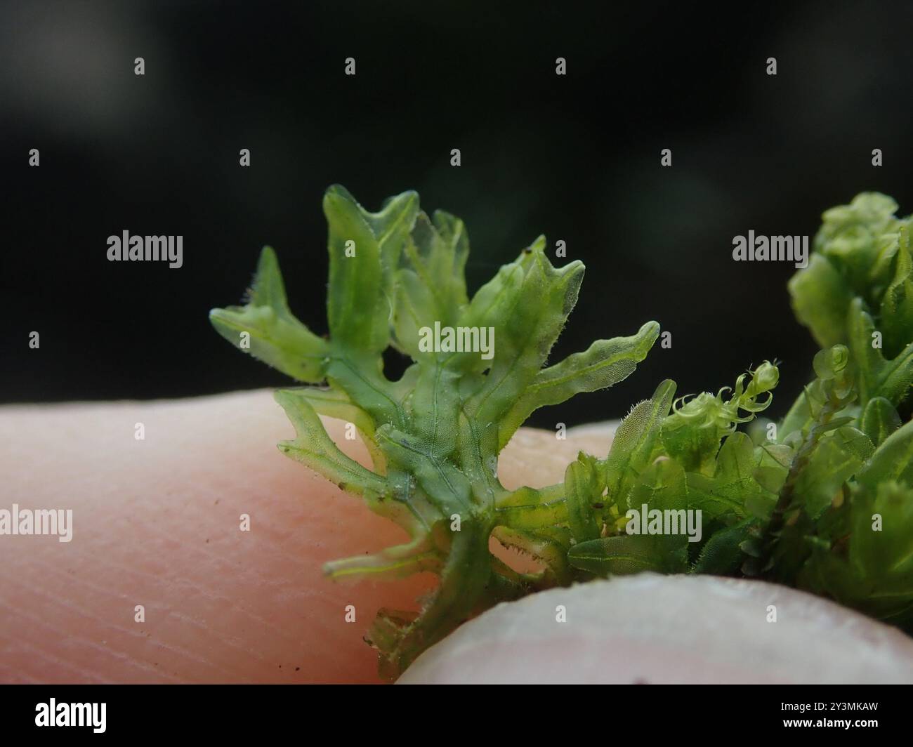 Rock Veilwort (Metzgeria conjugata) Plantae Stock Photo - Alamy