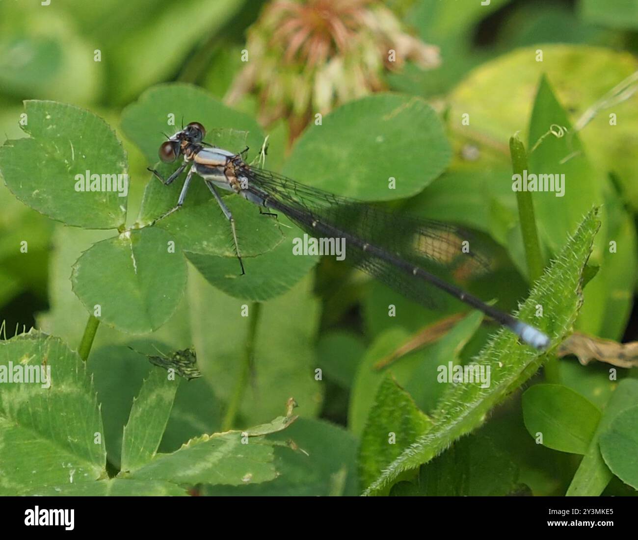 Argia moesta hi-res stock photography and images - Alamy