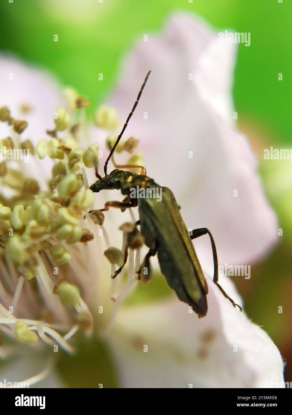 Yellow-legged Thick-legged Flower Beetle (Oedemera flavipes) Insecta ...