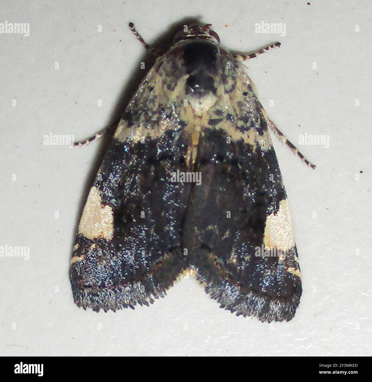 Square Spot Droplet (Acontia trychaenoides) Insecta Stock Photo - Alamy