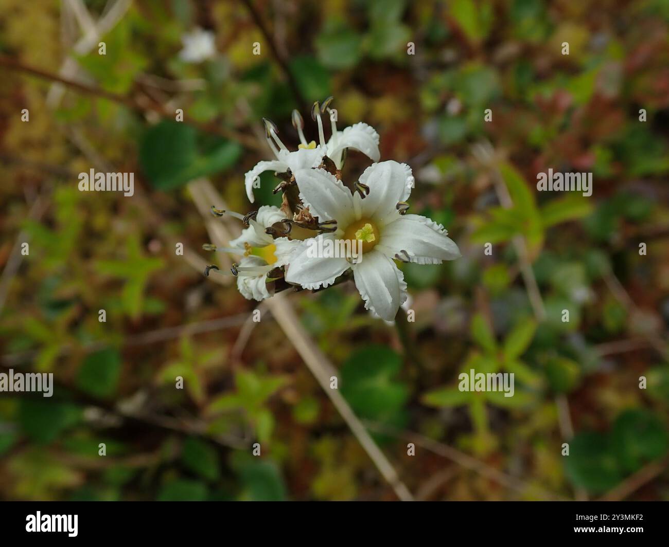 Deer-cabbage (Nephrophyllidium crista-galli) Plantae Stock Photo - Alamy