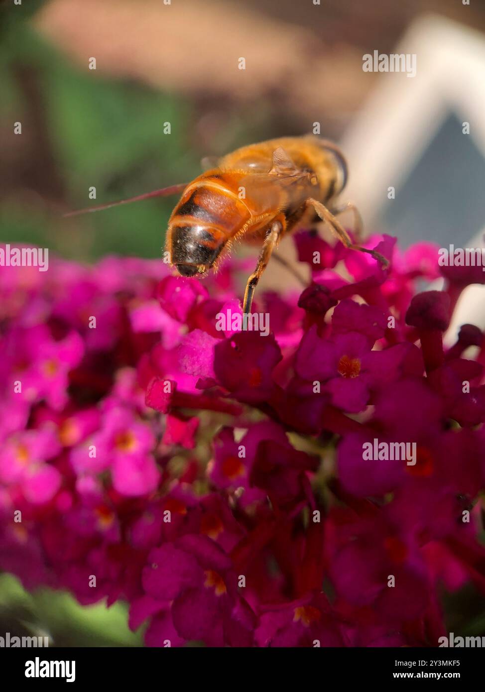 Common Drone Fly (Eristalis tenax) Insecta Stock Photo - Alamy