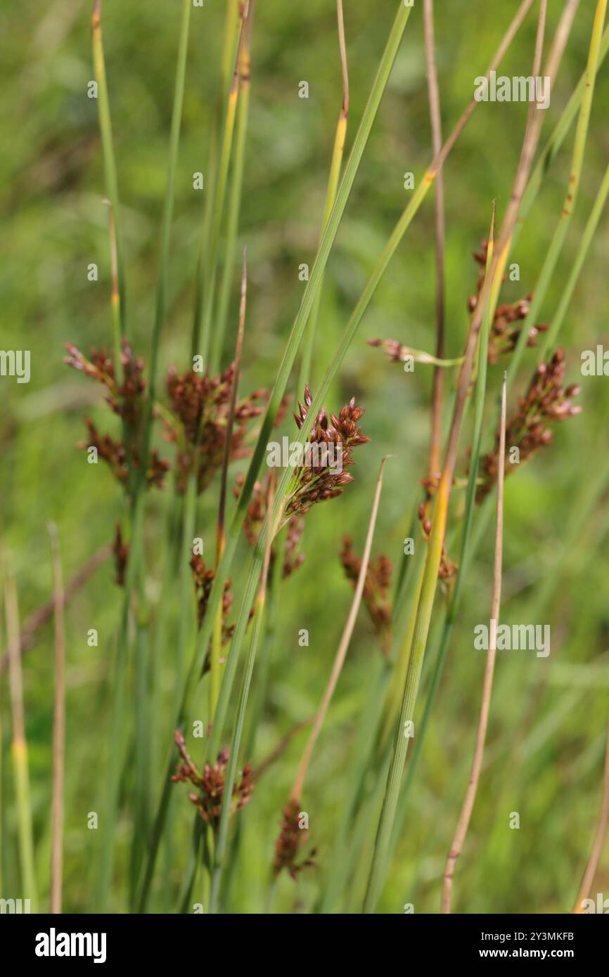 Hard Rush (Juncus inflexus) Plantae Stock Photo - Alamy