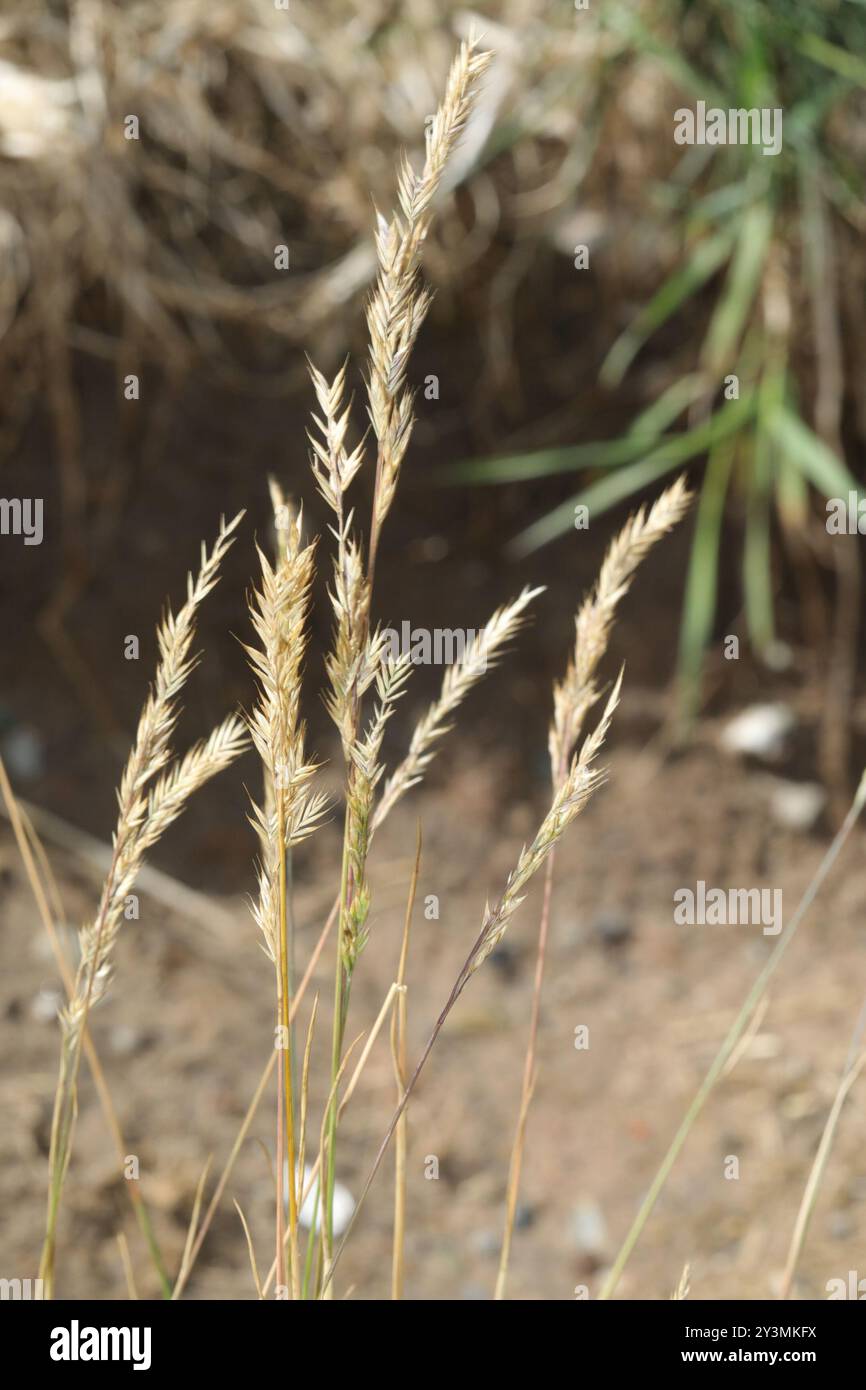 sweet vernal grass (Anthoxanthum odoratum) Plantae Stock Photo - Alamy
