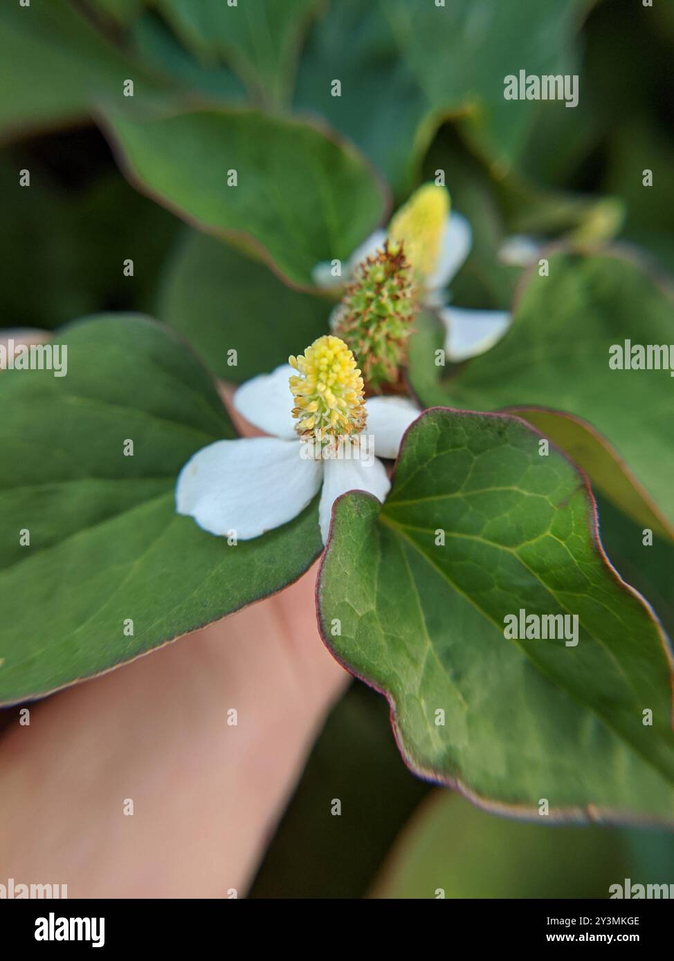 Chameleon Plant (Houttuynia cordata) Plantae Stock Photo - Alamy