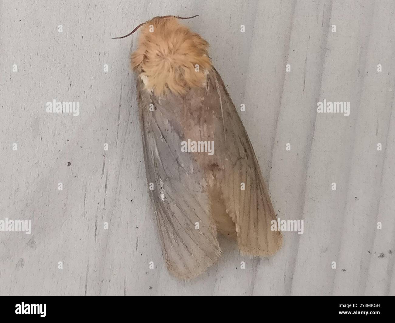 Map winged swift hi-res stock photography and images - Alamy