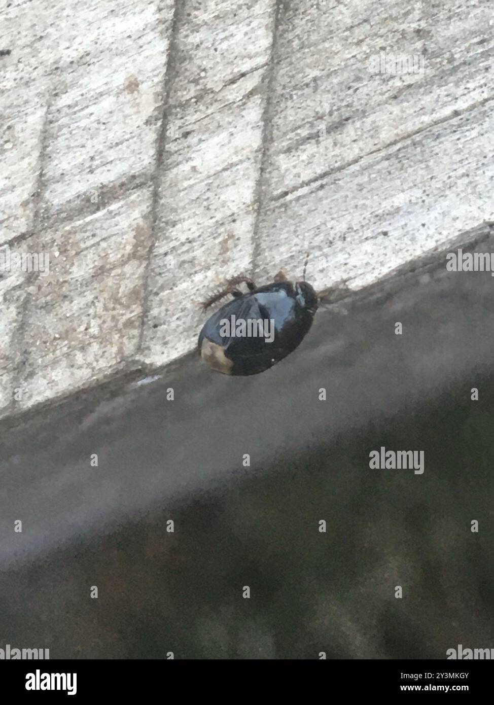 Two-lined Burrowing Bug (Pangaeus bilineatus) Insecta Stock Photo - Alamy