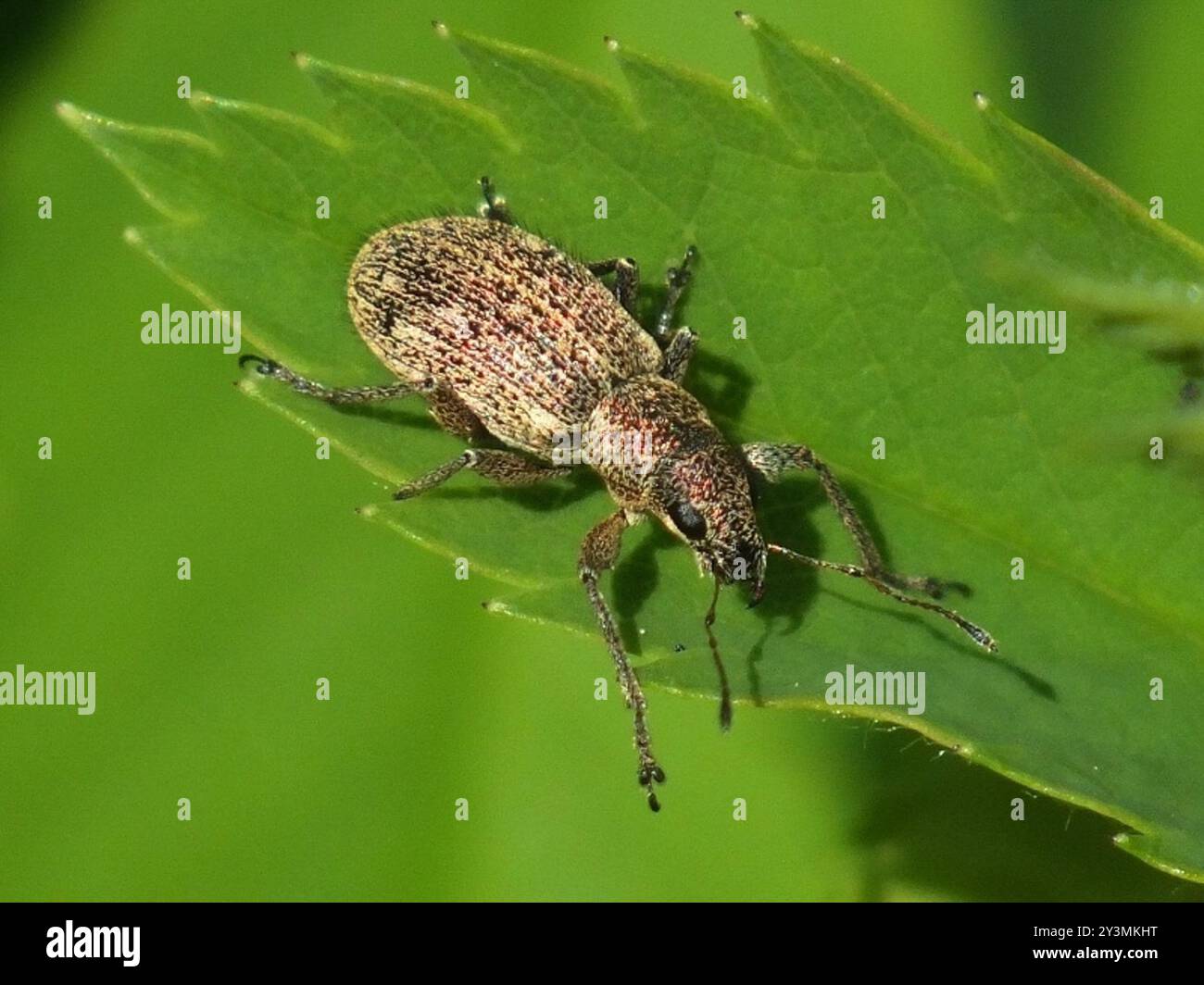 (Polydrusus inustus) Insecta Stock Photo - Alamy