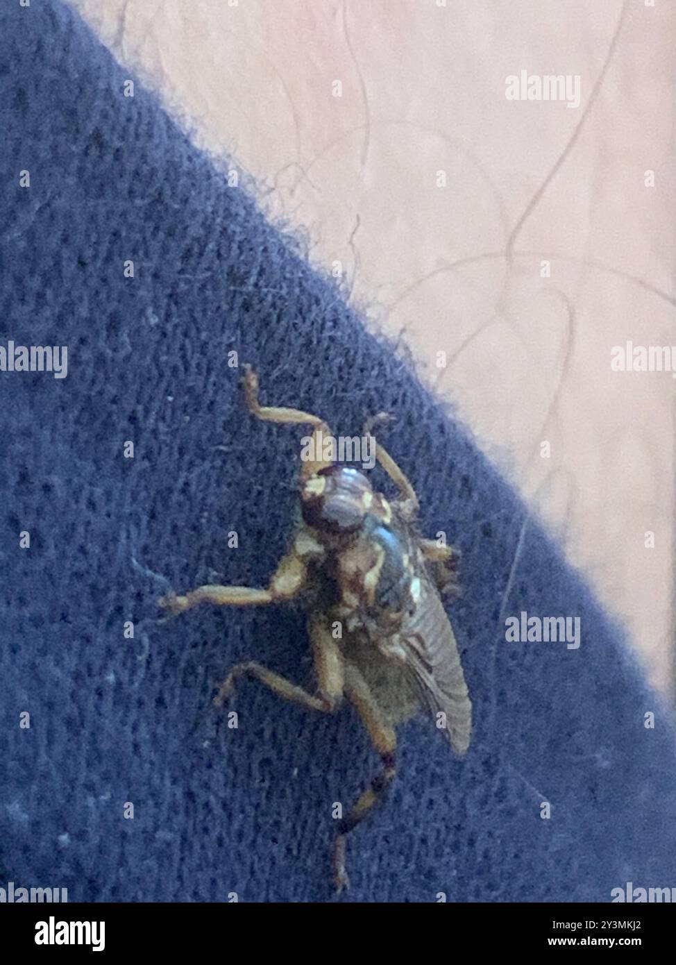 New Forest fly (Hippobosca equina) Insecta Stock Photo - Alamy