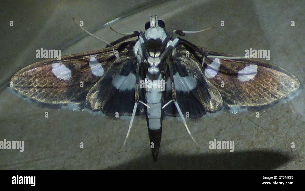 Grape Leaffolder Moth (Desmia funeralis) Insecta Stock Photo - Alamy