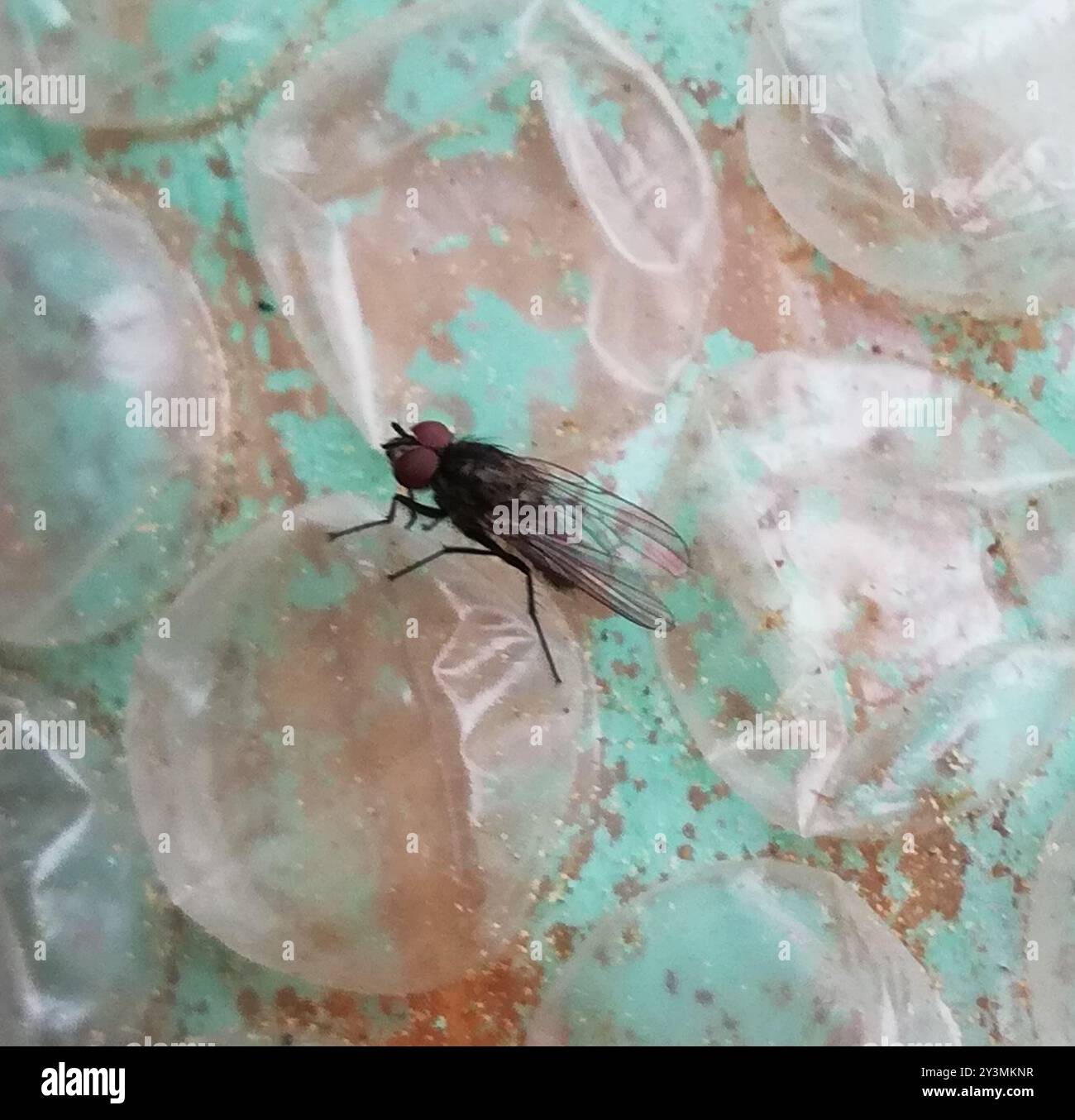 Root-maggot Flies (Anthomyiidae) Insecta Stock Photo - Alamy