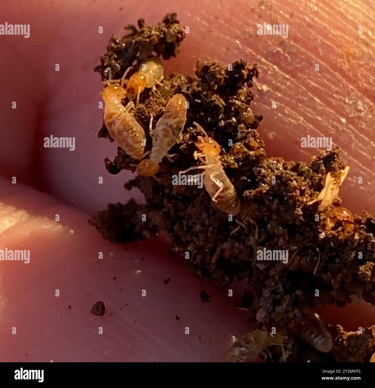 Microcerotermes hi-res stock photography and images - Alamy
