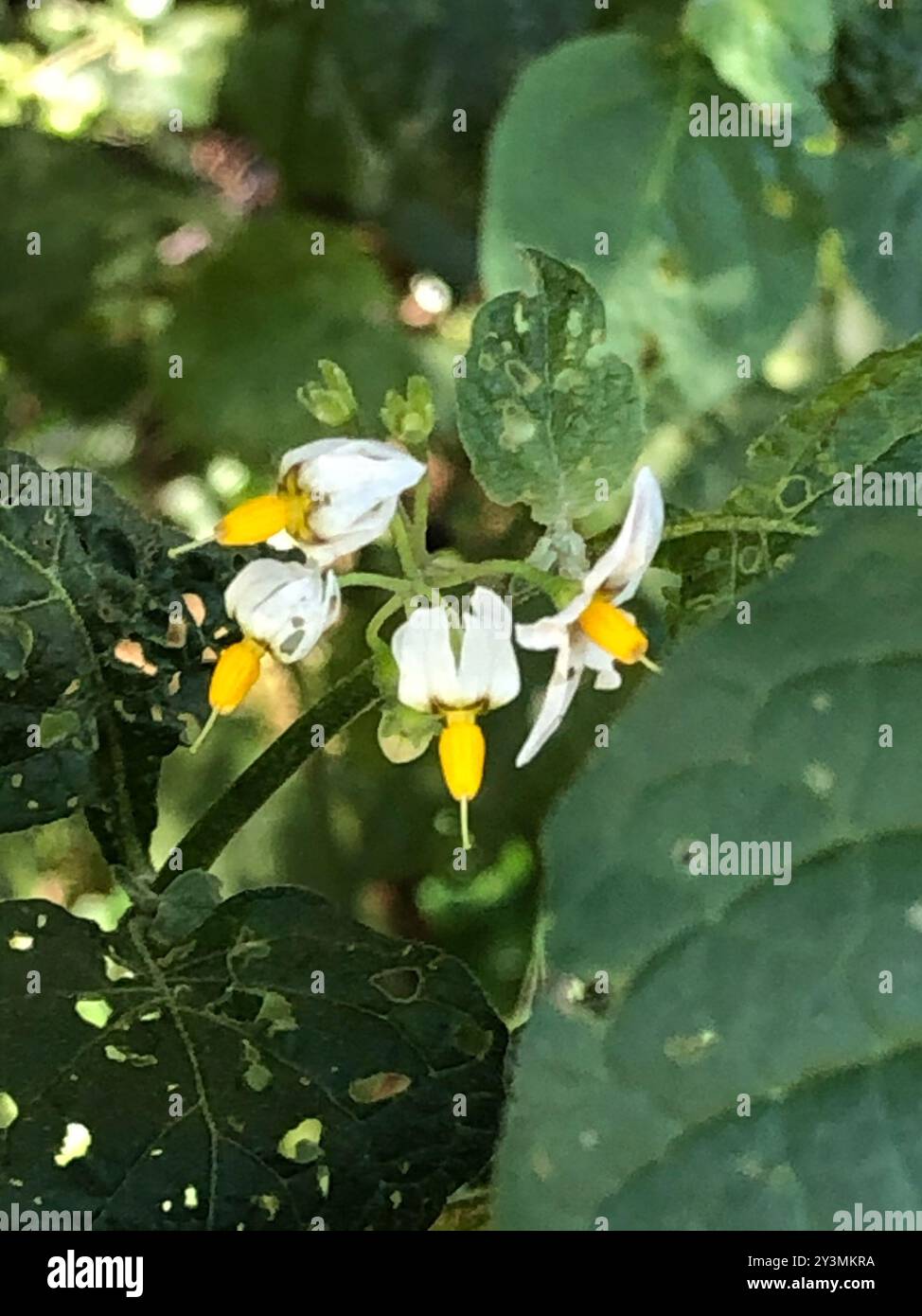 greenspot nightshade (Solanum douglasii) Plantae Stock Photo - Alamy